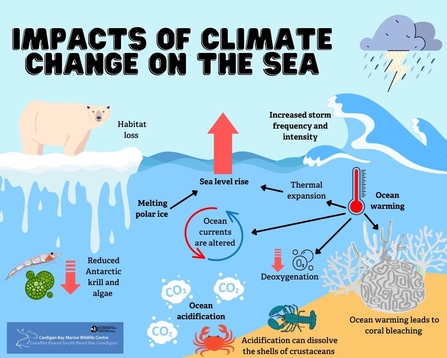 Climate Change and Our Seas | The Wildlife Trust of South and West Wales
